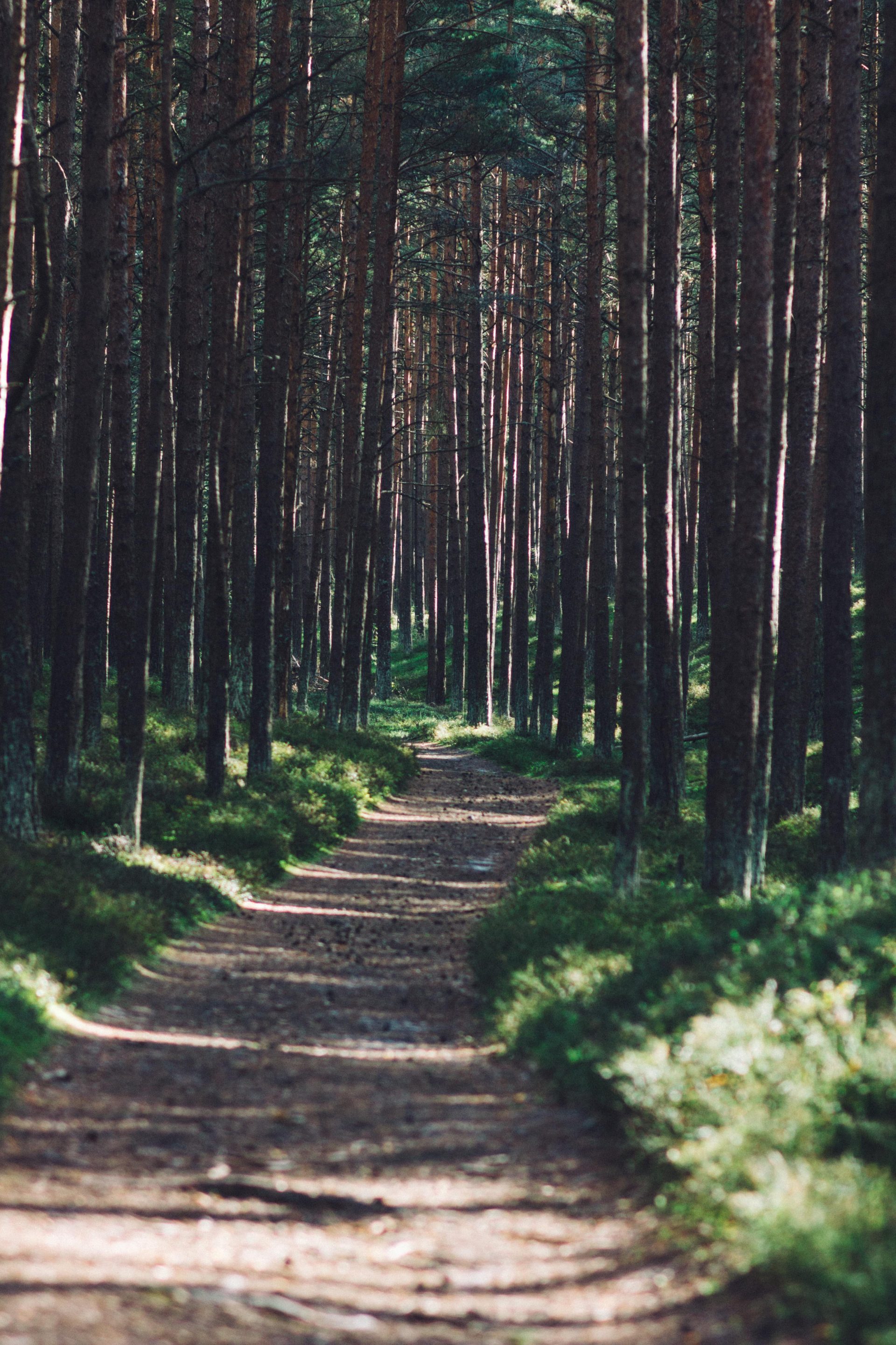Latvia’s Nature: Where Land Meets Innovation and Tradition