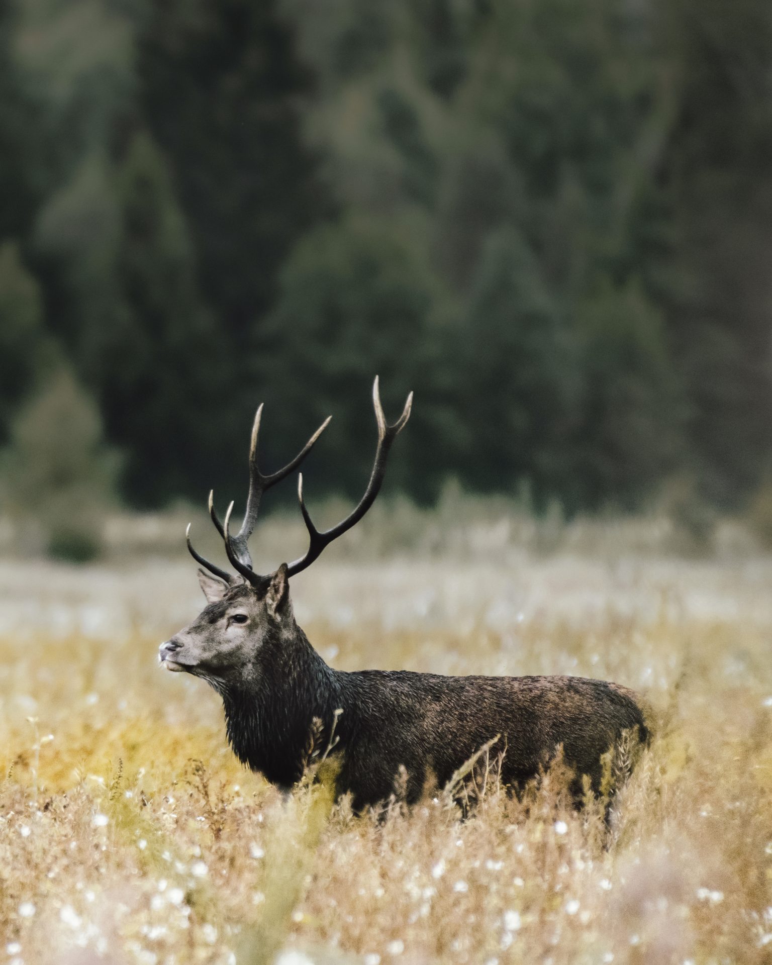 Deer in Meadow - Latvia