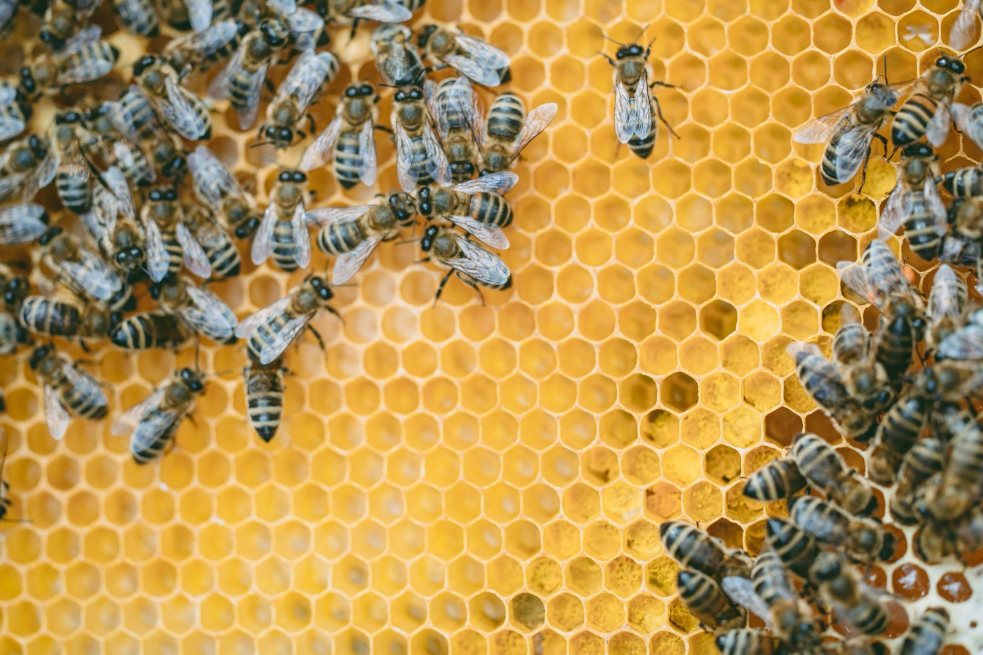 Latvia’s Nature: Where Land Meets Innovation and Tradition